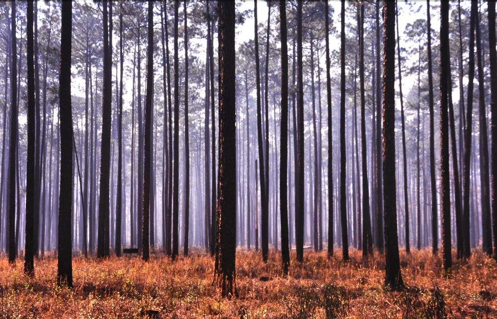 managed by Texas A&M Forest Service
